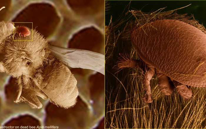 Varroa Archives - GDSAIF